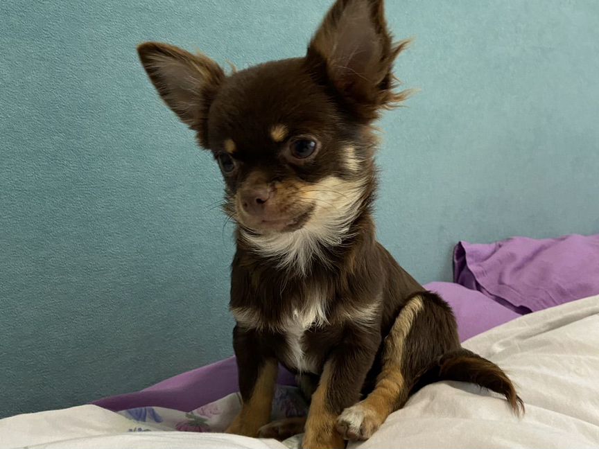 Щенки чихуахуа