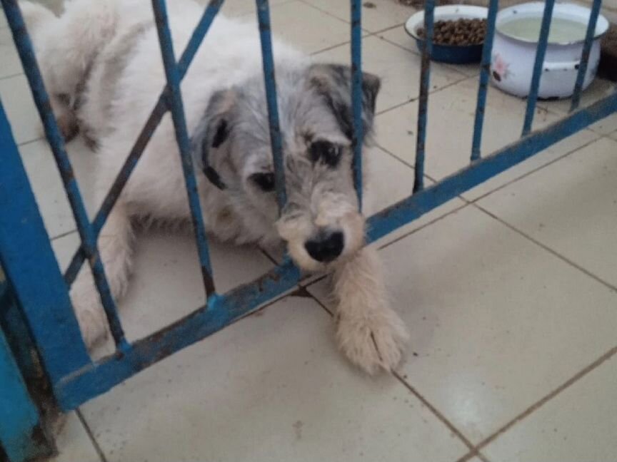 Золотое и очень несчастное создание