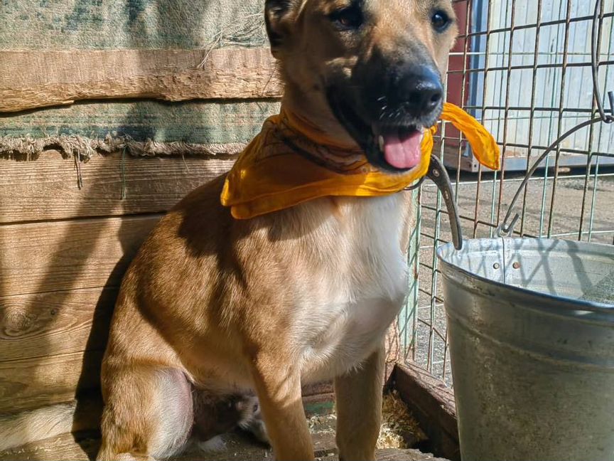 Ласковый Батлер ищет маму