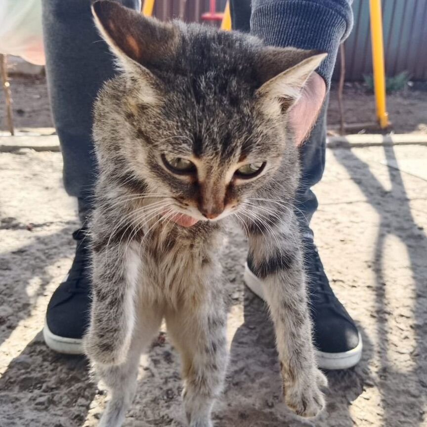 Котенок девочка в добрые руки