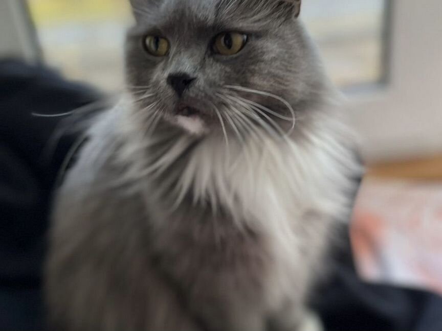 Сибирская кошка