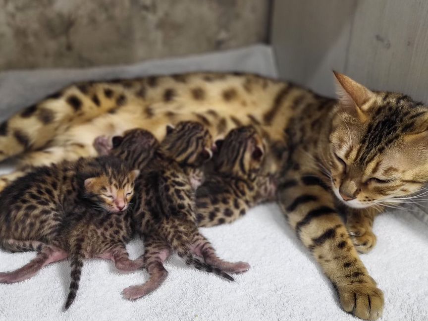 Бенгальские котята