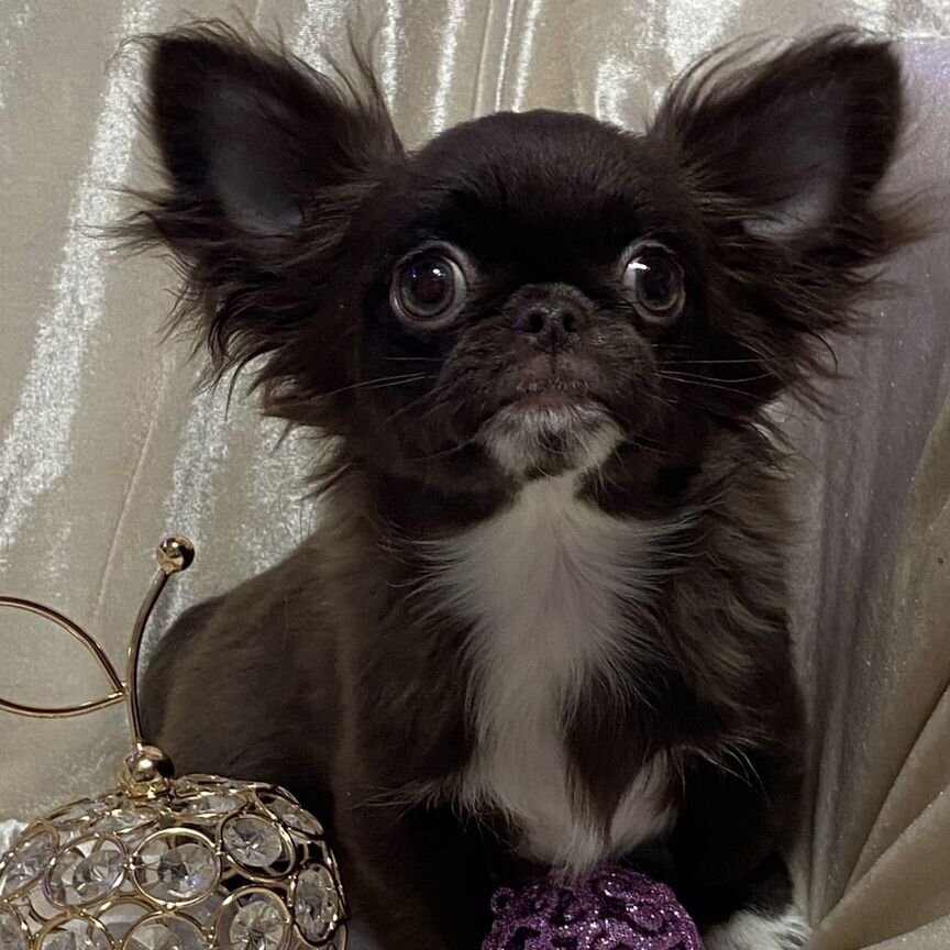 Чихуахуа, щенок