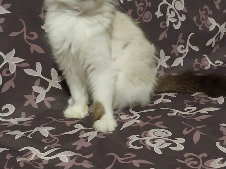 Кошка и котенок