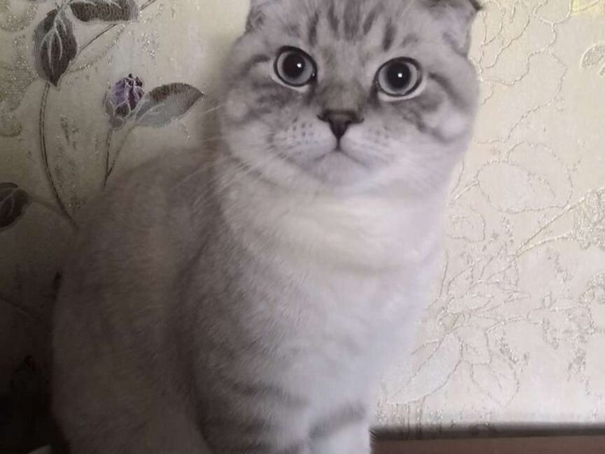 Шотландский кот на вязку вислоухий