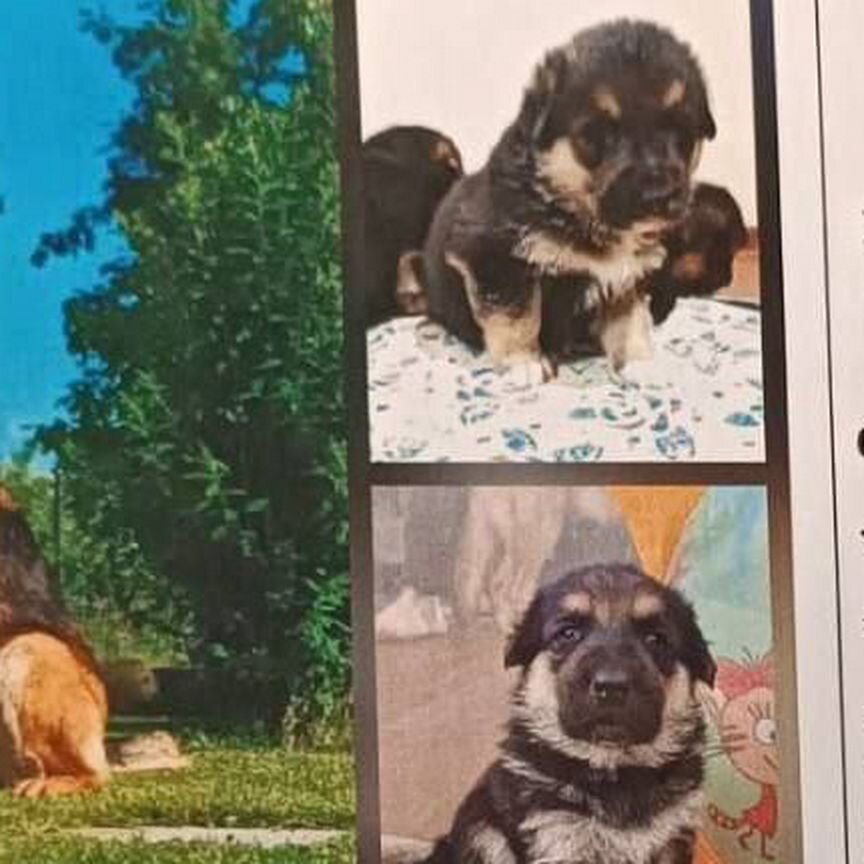 Немецкая овчарка, щенок