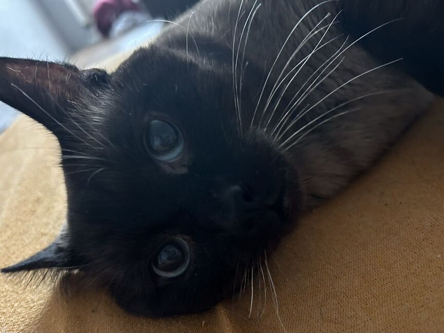 Сиамский кот бесплатно