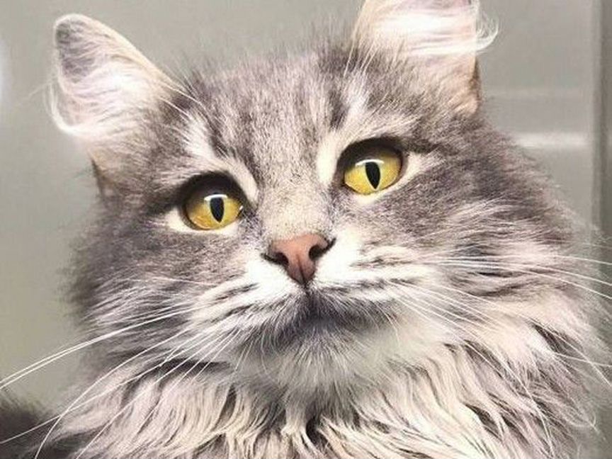 Котик Смоки с лейкозом ищет дом или передержку