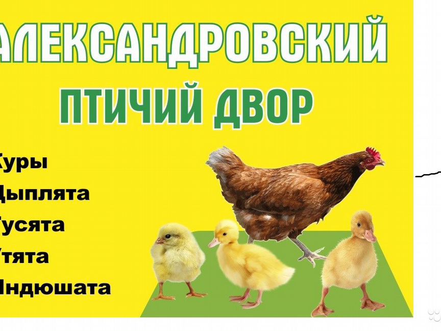 Куры молодки