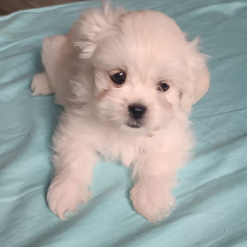 Маленькая принцесса мальтезе