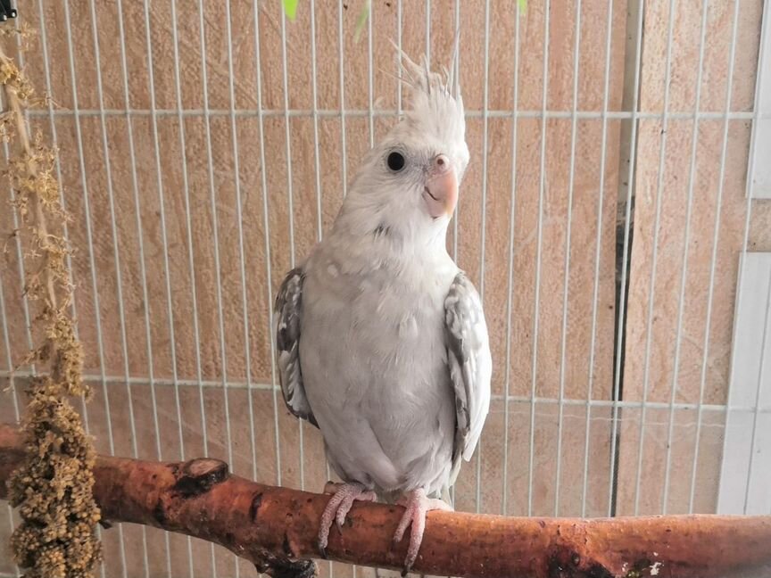 Птенчик кореллы