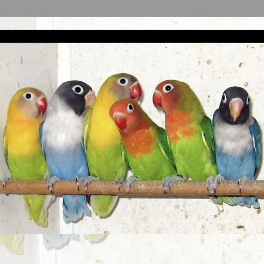 Попугаи неразлучники