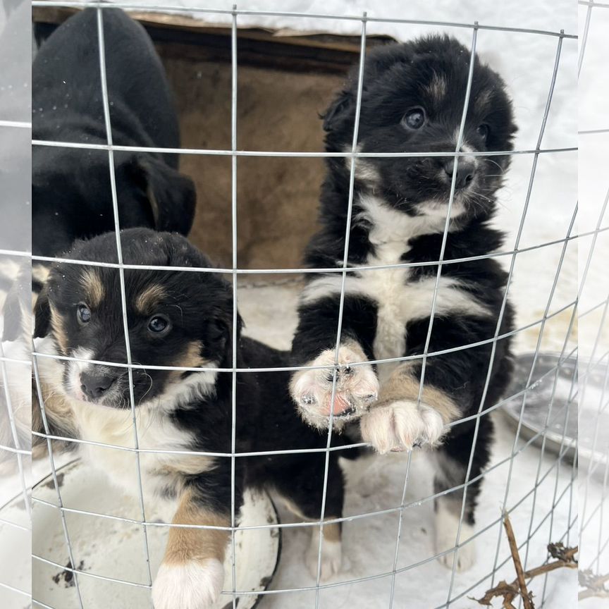 Щенок в добрые руки