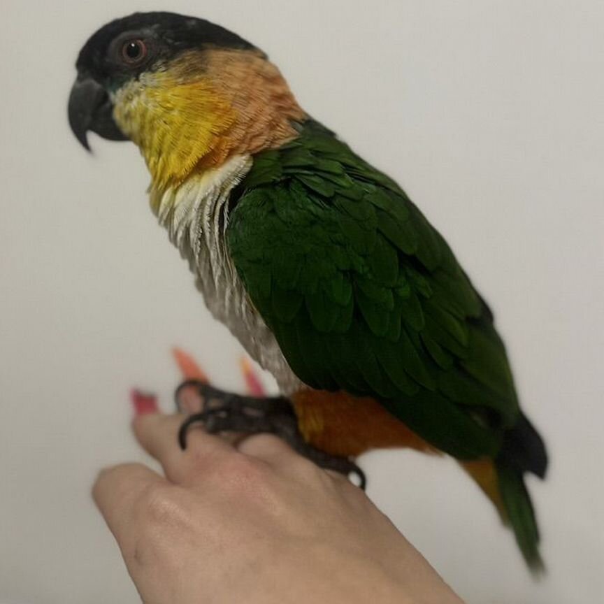 Попугай каик