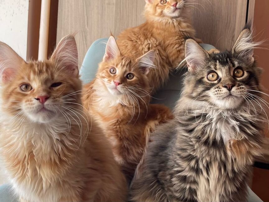 Усатый квартет котят мейн-кунят
