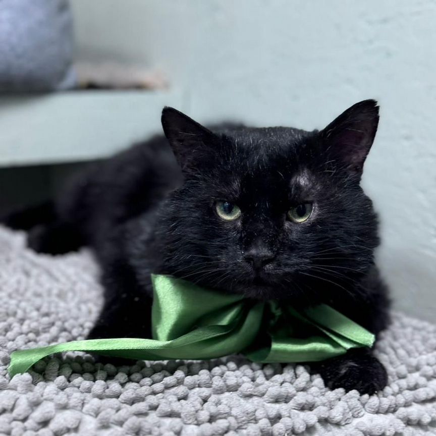 Космос, кот из приюта в добрые руки