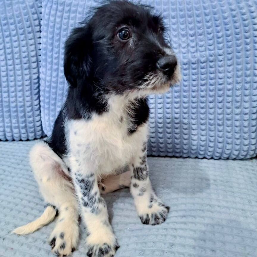 Щенок в добрые руки