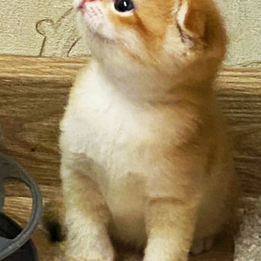 Шотладские котята апельсинки