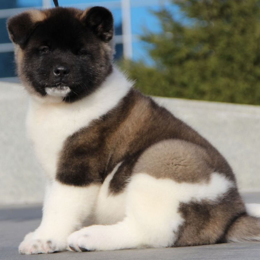 Американская акита, щенок