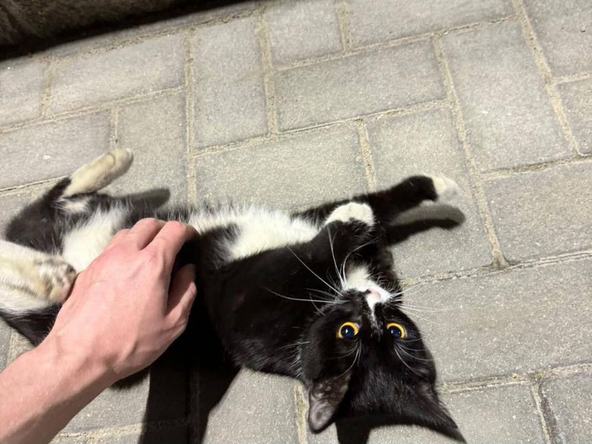 Кошки в добрые руки