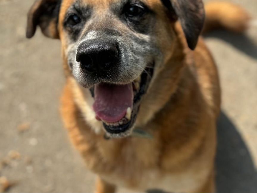 Чесс пёс из приюта в ожидании своего человека