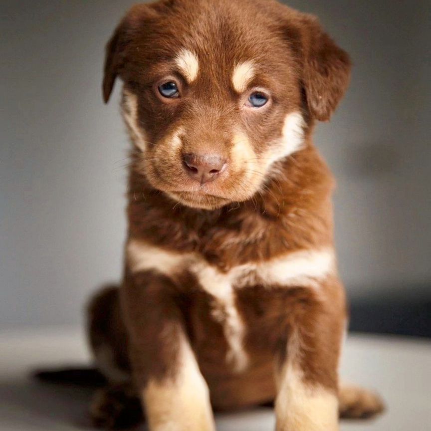 Щенок девочка в добрые руки