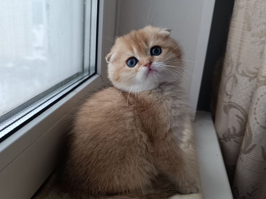 Вислоухий котенок золотая шиншилла