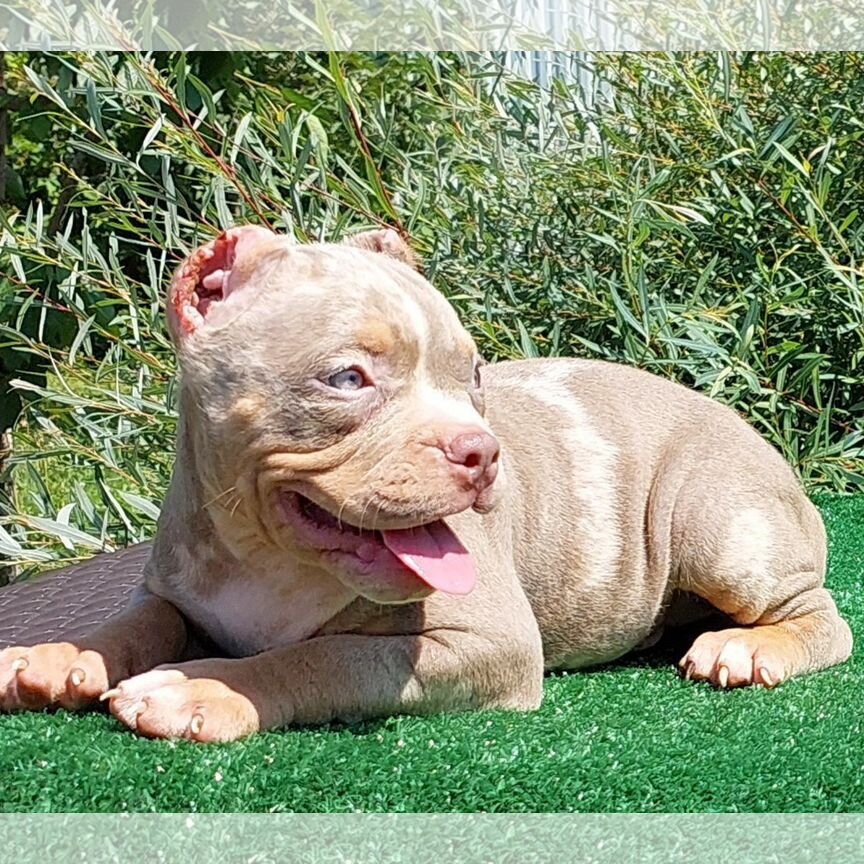 Американский булли покет