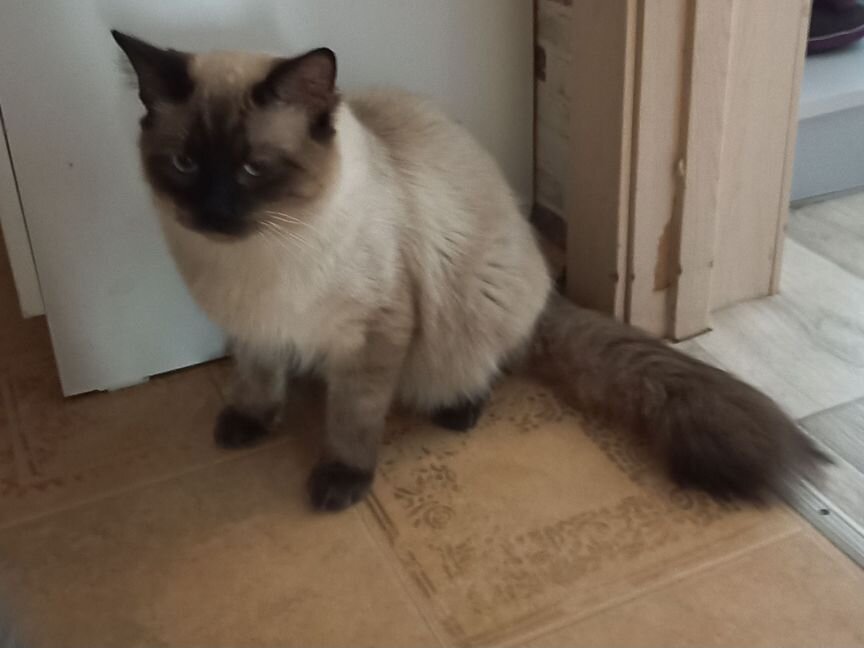 Кот для вязки сиамский