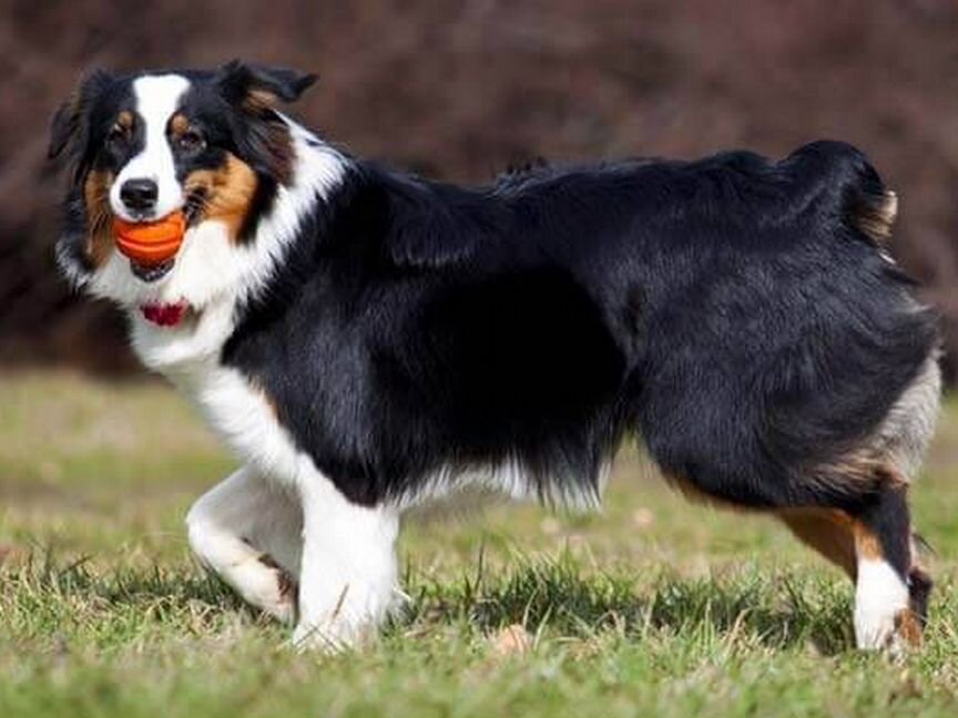 Австралийская овчарка аусси ищет дом