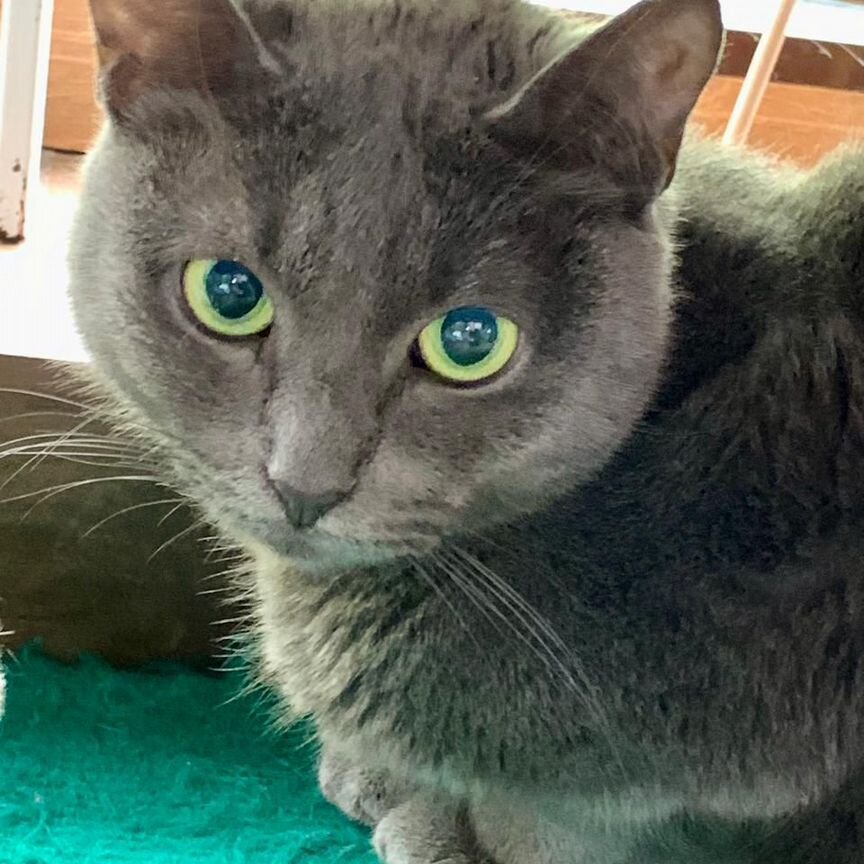 Особенная кошечка Альбина без хвостика