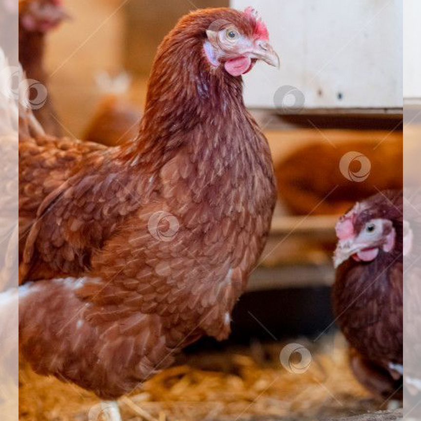 Курочки несушки