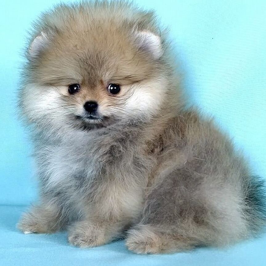 Померанский шпиц, щенок