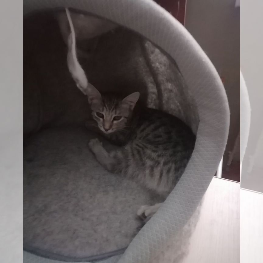 Котёнок в добрые руки