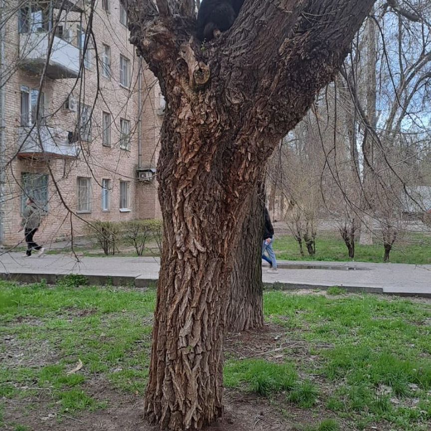Выкинули кота из дома все гоняют живет на дереве