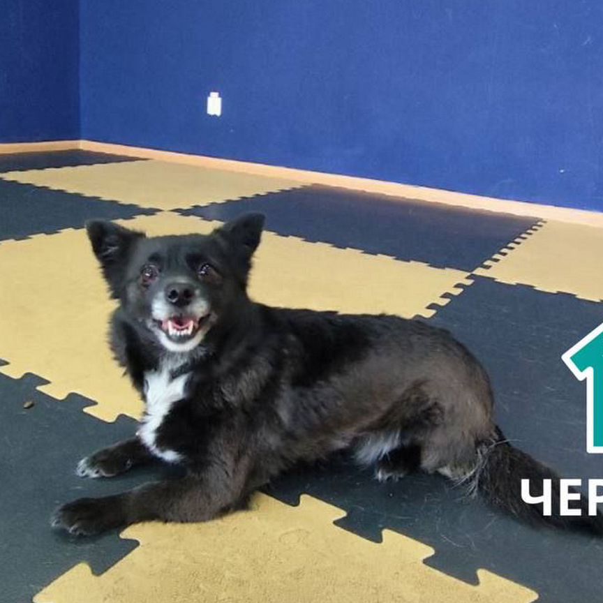 Взрослая собака из приюта