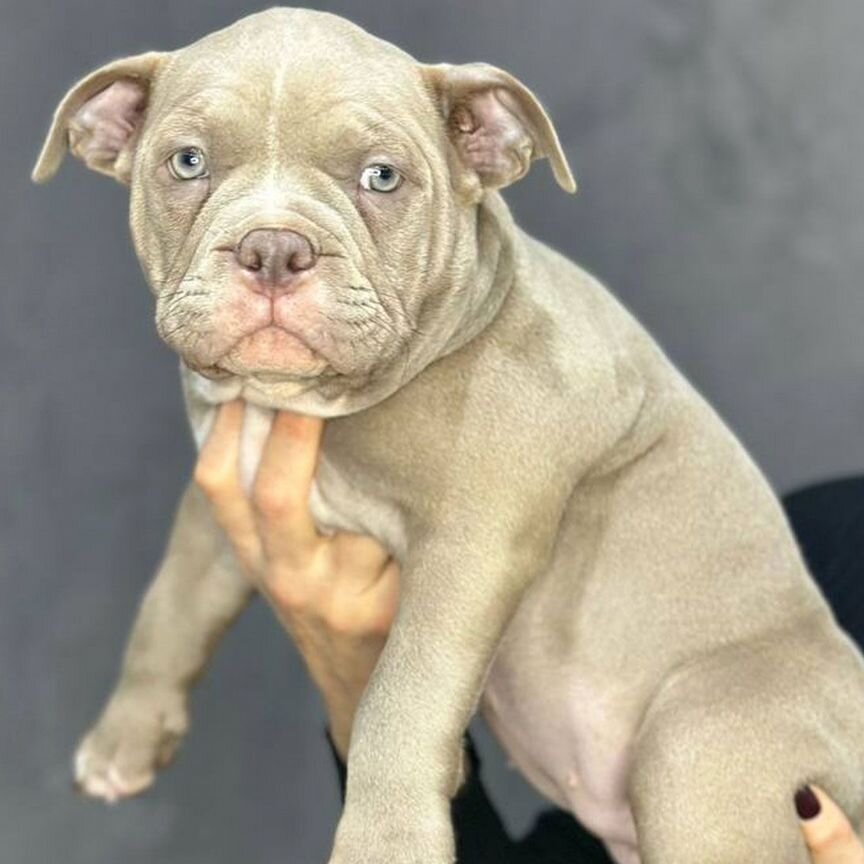 Американский булли щенок девочка