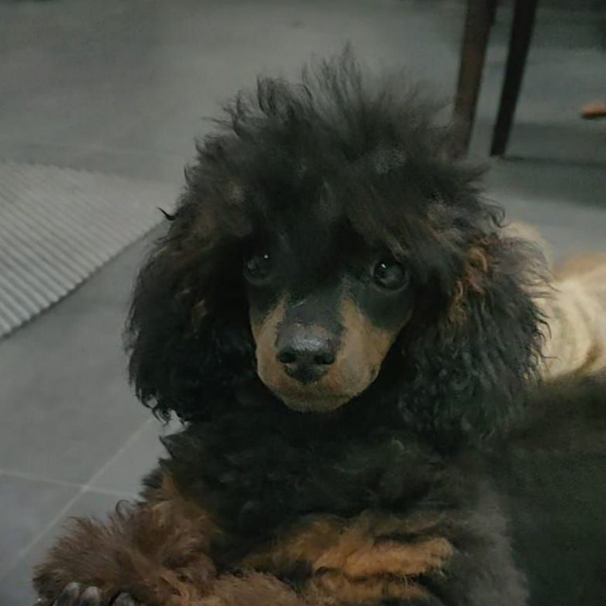 Той-пудель мини щенки