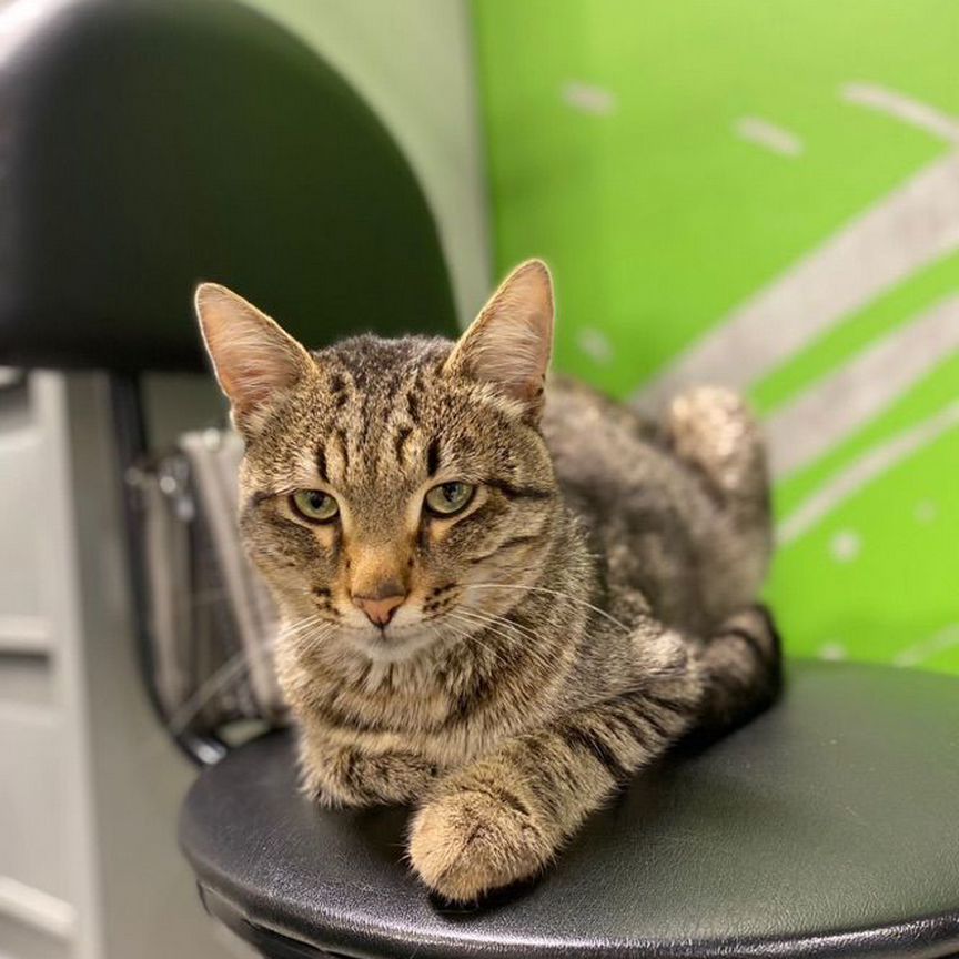 Котята в добрые руки бесплатно