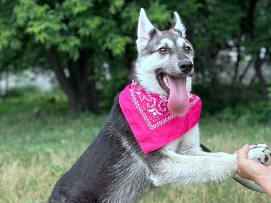 Вьюга щенок из приюта