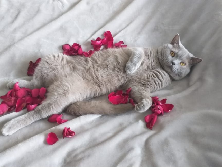 Коты для вязки