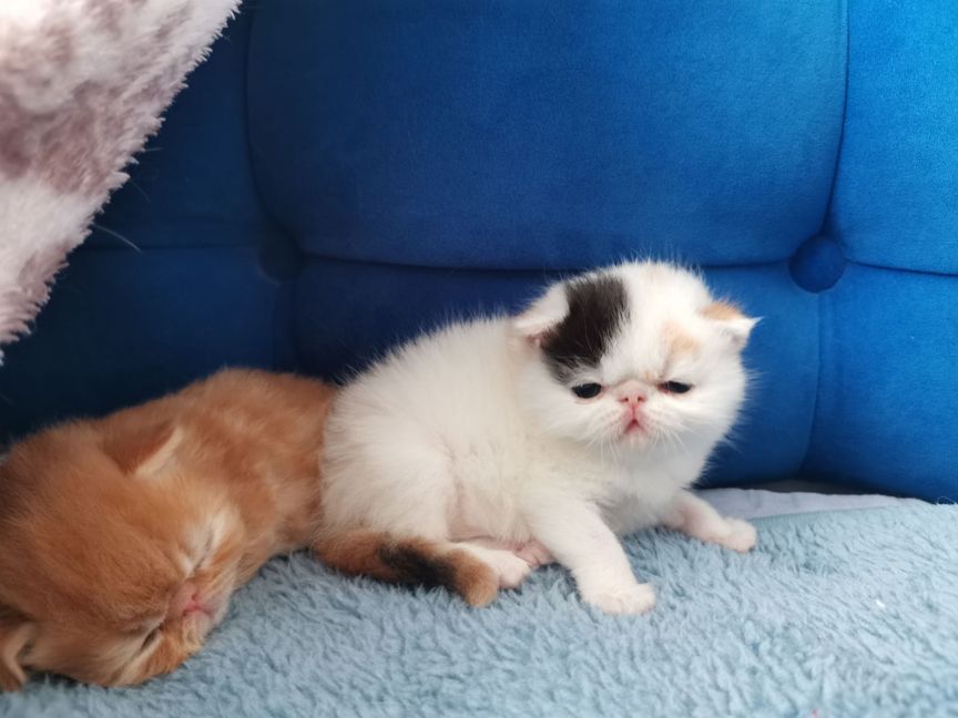 Экзотические котята