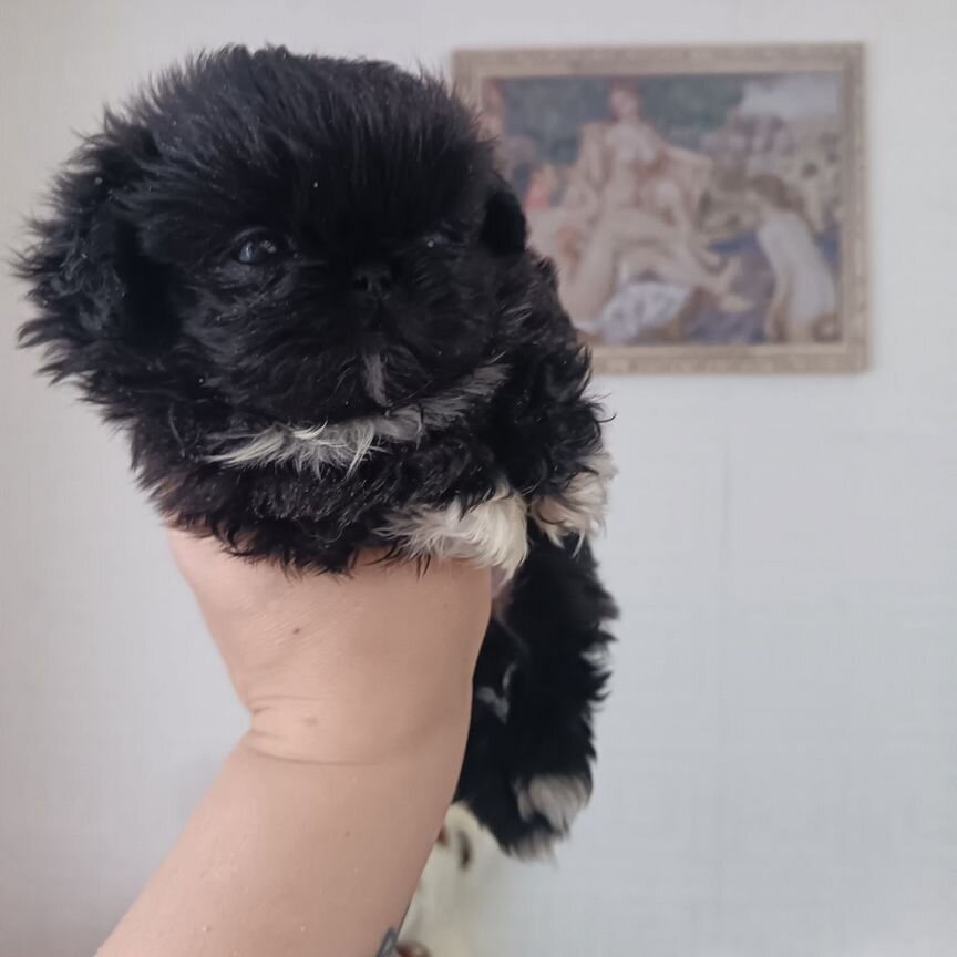 Щенки пекинеса