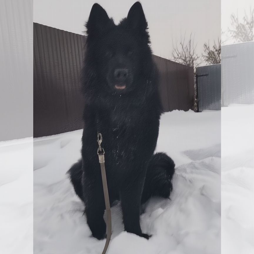 Немецкая овчарка, щенок