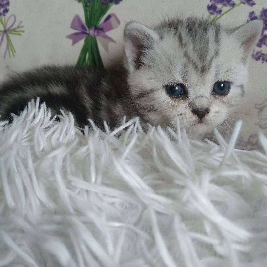 Шотландские котята