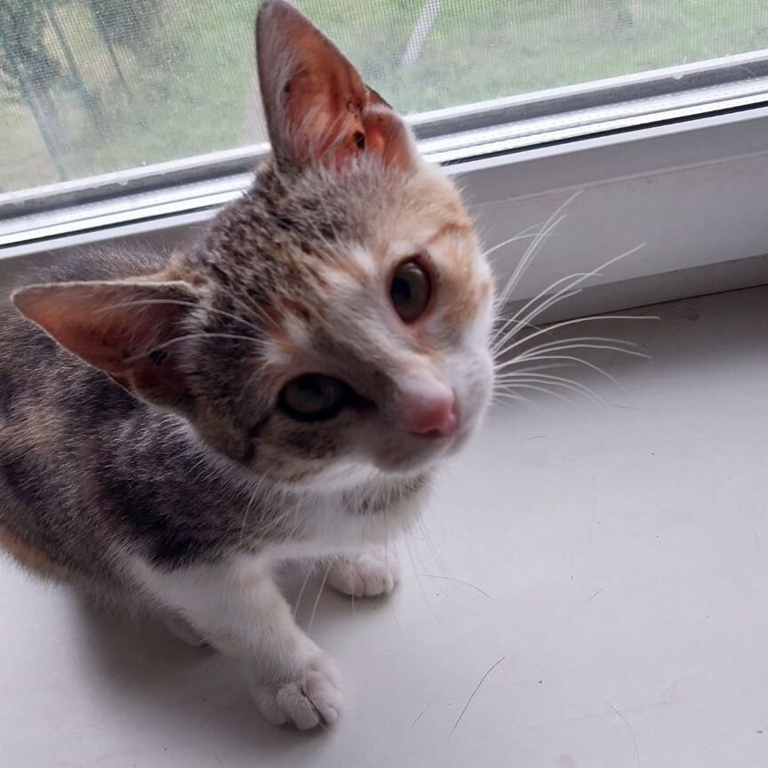 Котята