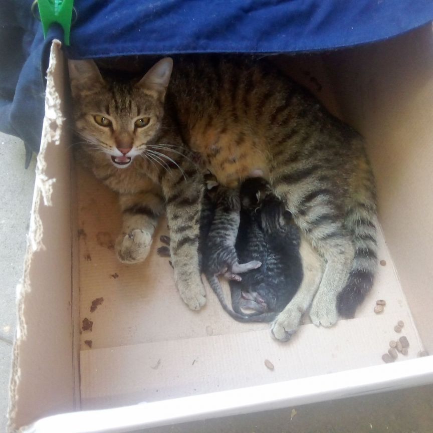 Котята в Добрые Руки