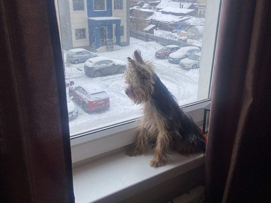 Йорк терьер 1 год