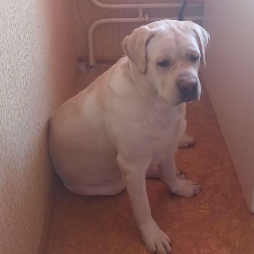 Лабрадор-ретривер, щенок