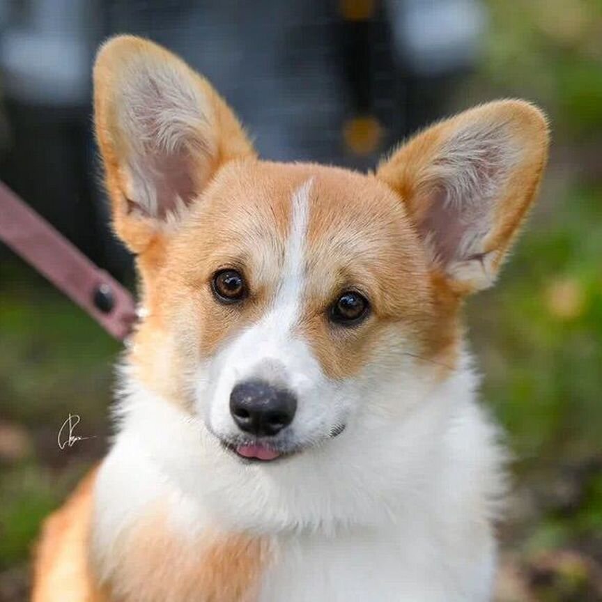 Корги девочка